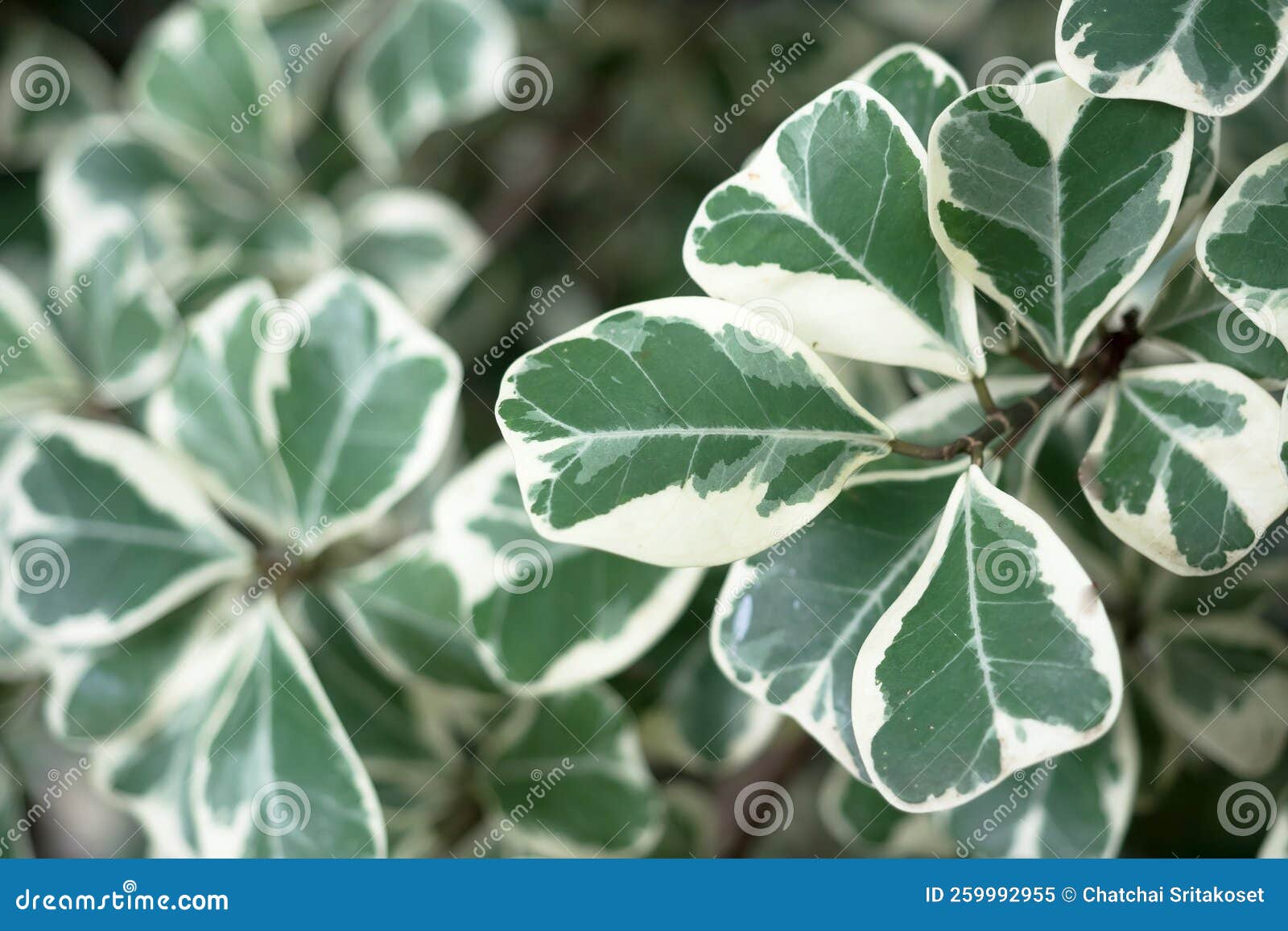 Close Up of Green and White Leaf of Araliaceae or Polyscias Sp Stock ...