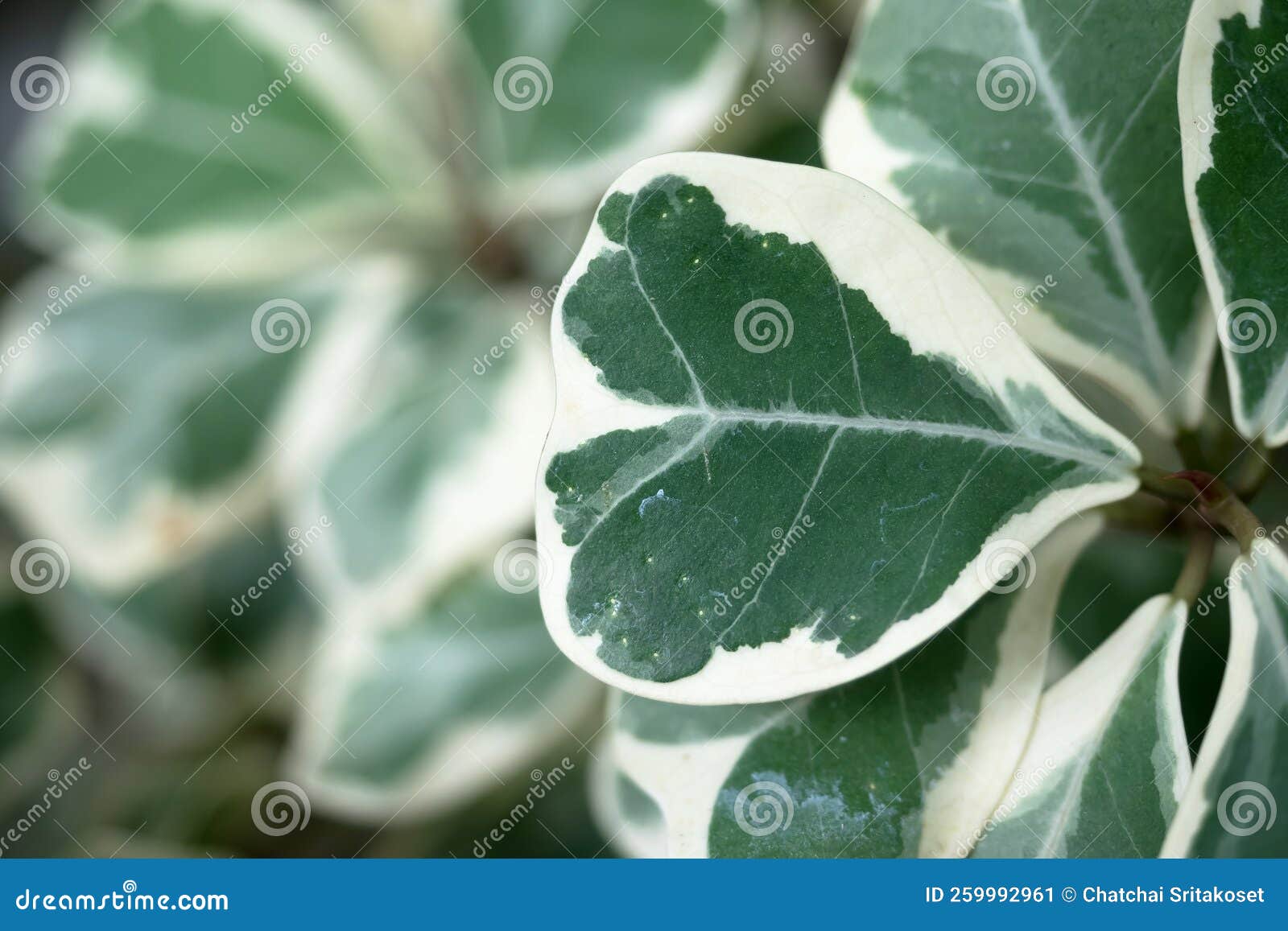Close Up of Green and White Leaf of Araliaceae or Polyscias Sp Stock ...