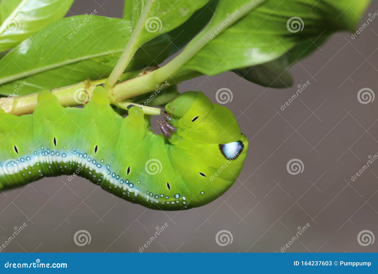 Close Up Green Worm or Daphnis Neri Worm in Nature and Enviroment Stock ...