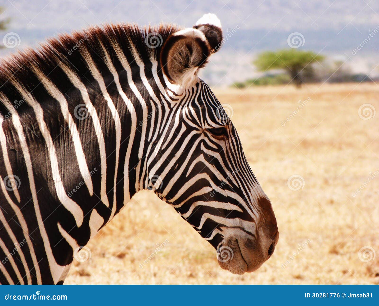 Grevy Zebra stock photo. Image of springs, game, wildlife - 30281776