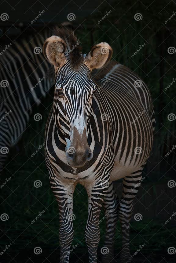 Close-up of Grevy Zebra Head and Body Stock Photo - Image of closeup ...