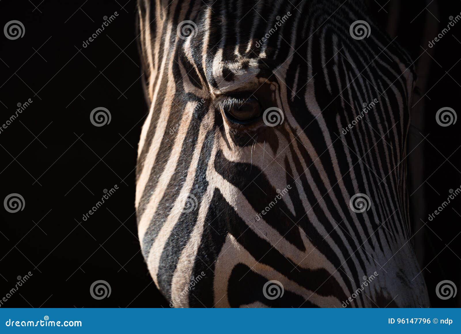 Close-up of Grevy Zebra Head Catching Sunlight Stock Photo - Image of ...
