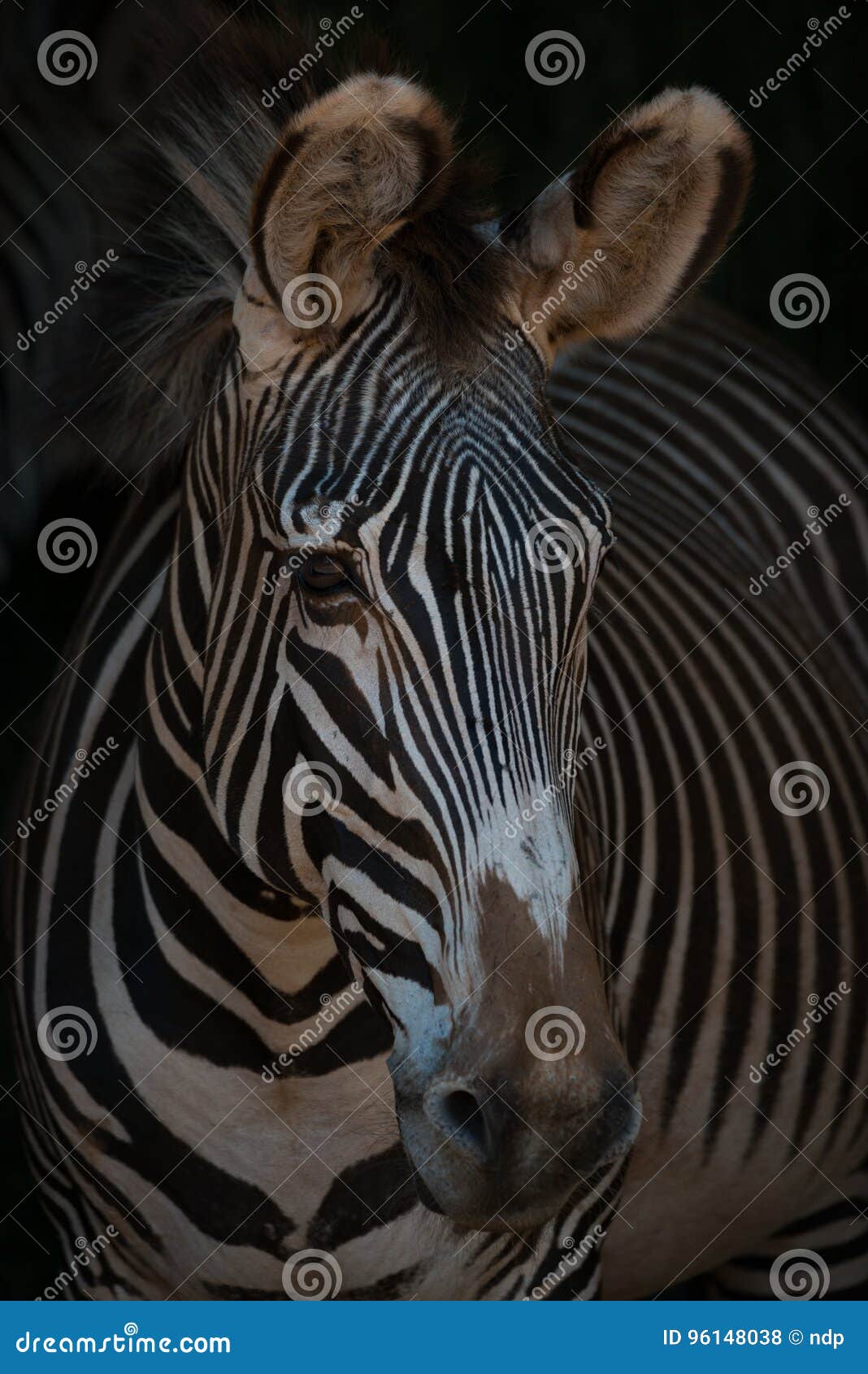 Close-up of Grevy Zebra Head Looking Out Stock Photo - Image of right ...