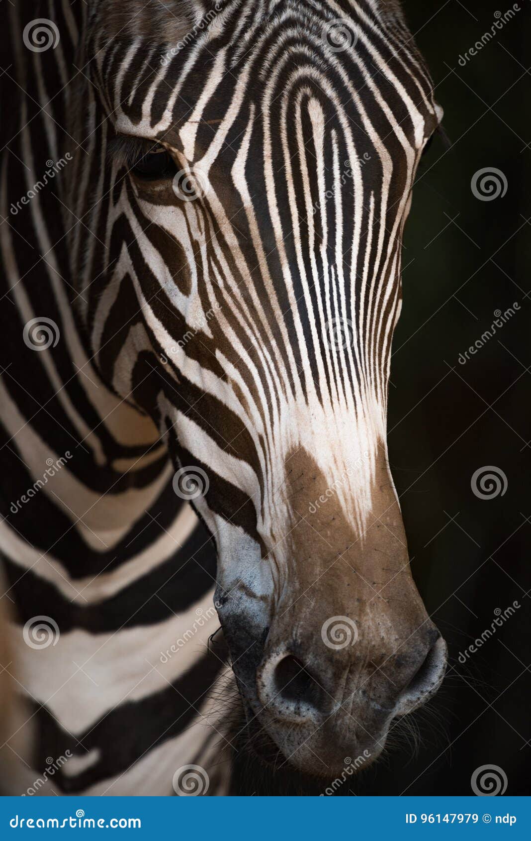 Close-up Of Grevy Zebra Nose In Blackness Stock Image | CartoonDealer ...