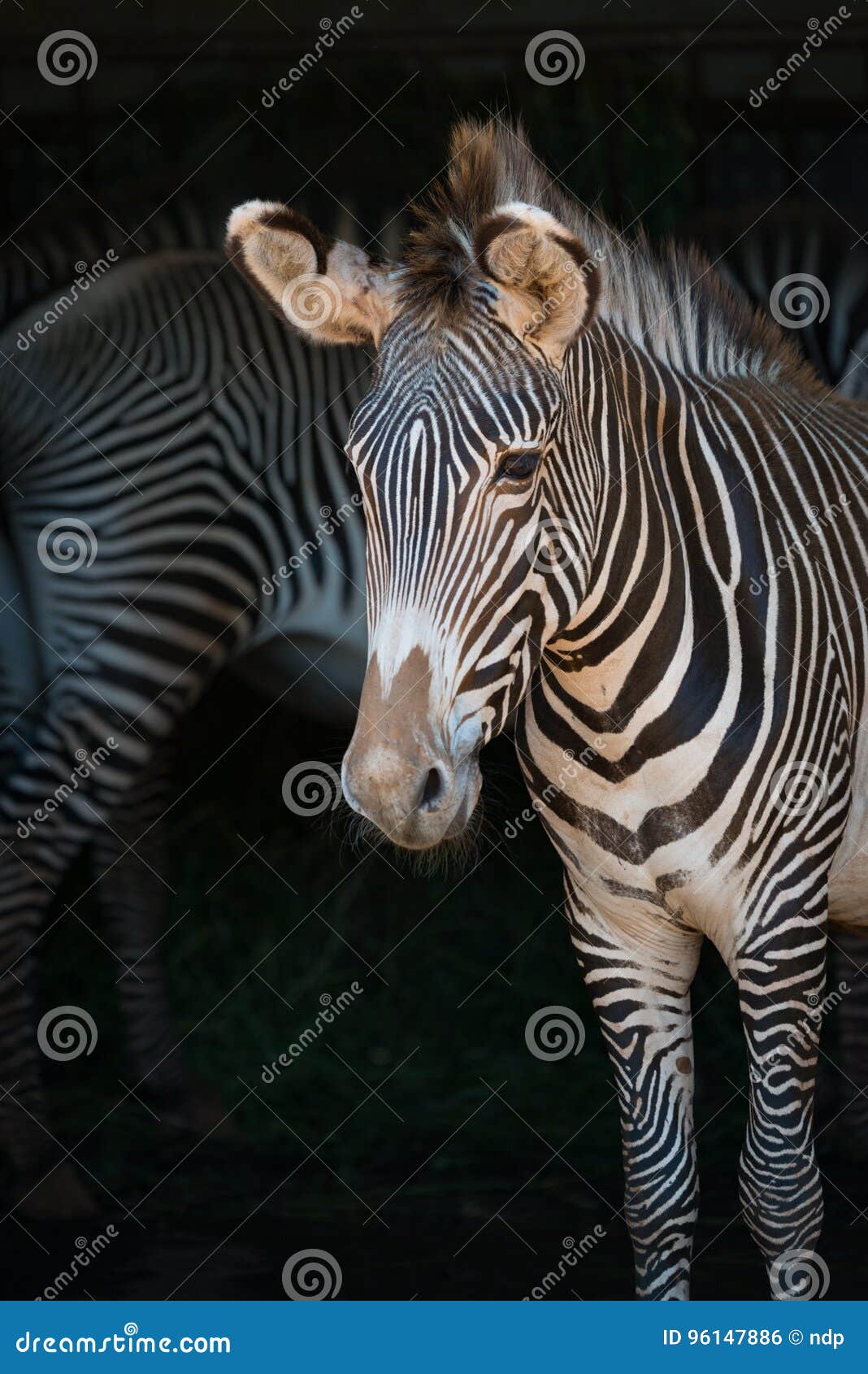 Close-up of Grevy Zebra with One Behind Stock Photo - Image of animals ...