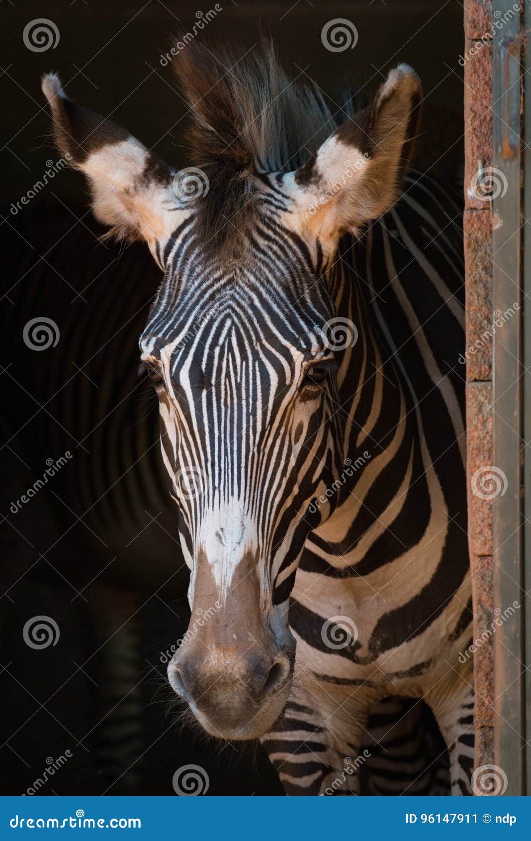 Close-up of Grevy Zebra Standing in Barn Stock Image - Image of ...