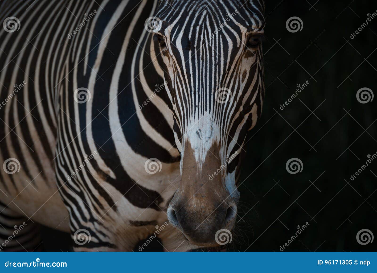 Close-up Of Grevy Zebra Nose In Blackness Stock Image | CartoonDealer ...