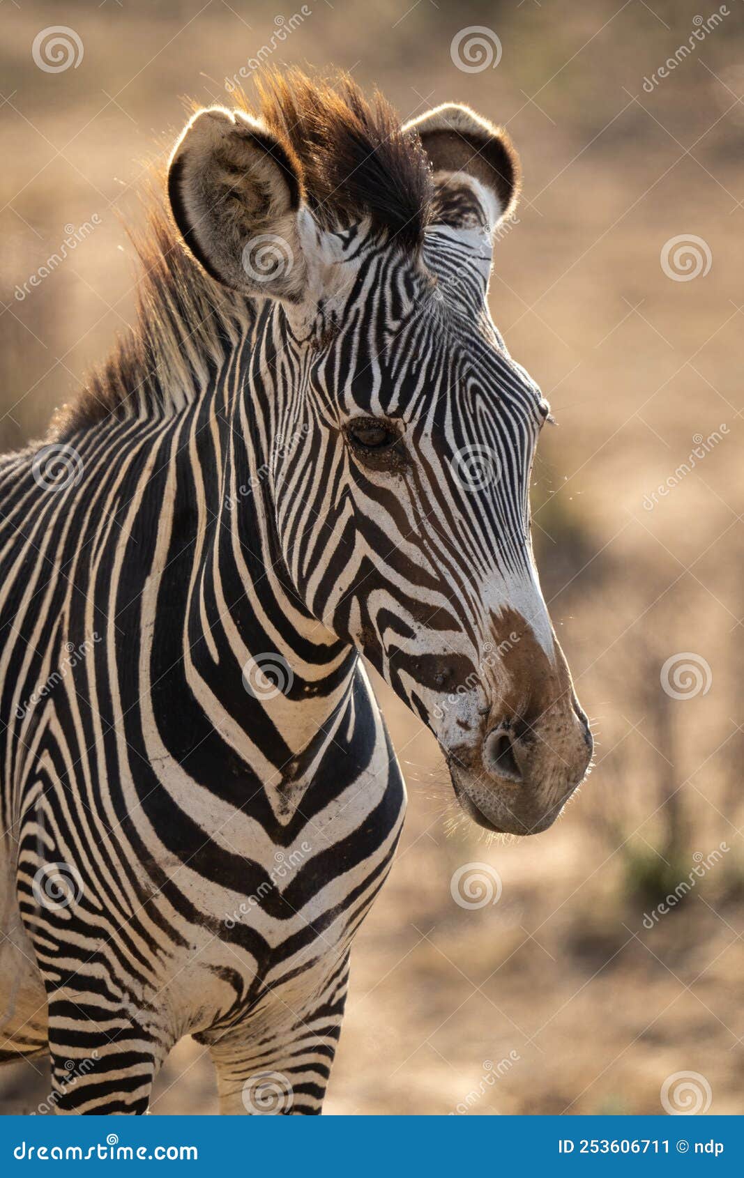 Close-up Of Grevy Zebra Nose In Blackness Stock Image | CartoonDealer ...