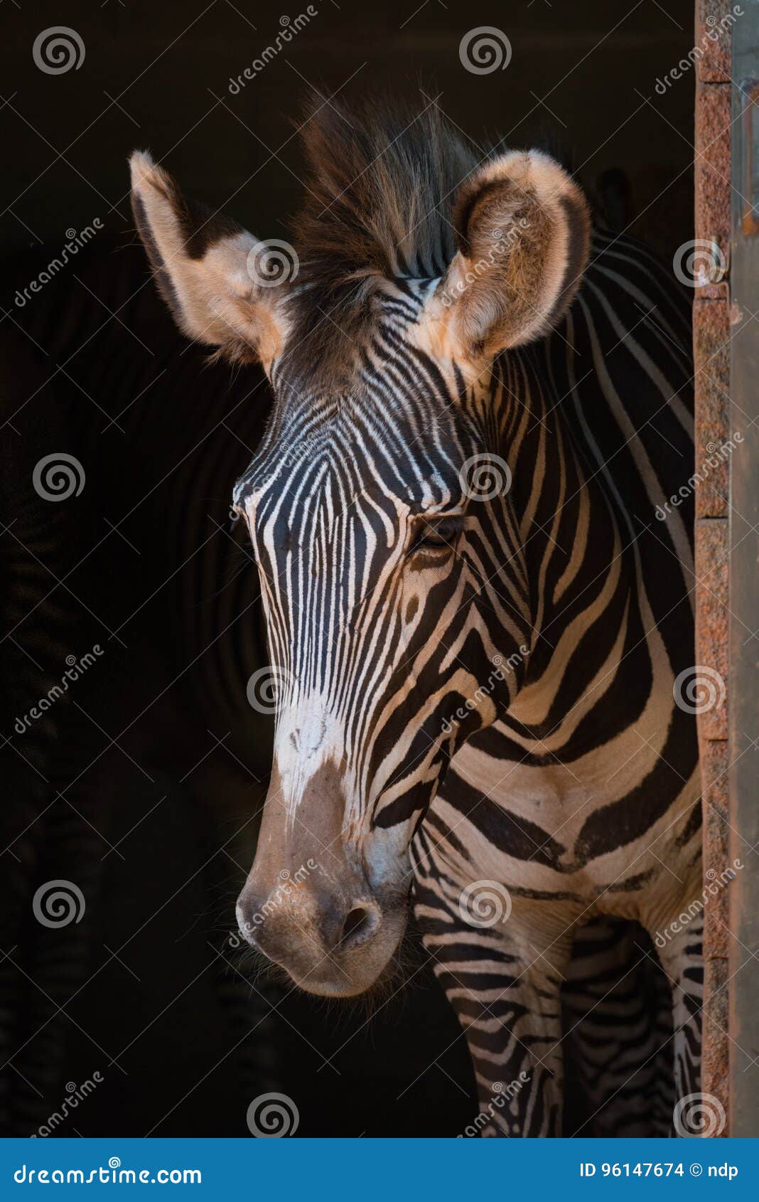 Close-up of Grevy Zebra Standing in Shed Stock Photo - Image of right ...