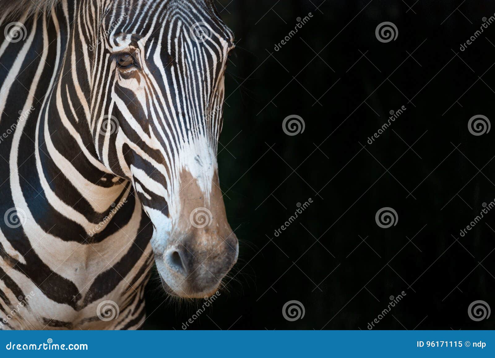 Close-up of Grevy Zebra Staring Forward Stock Image - Image of safari ...