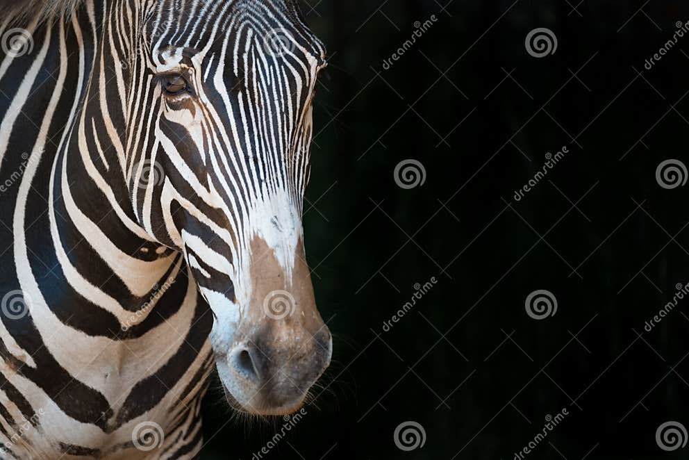 Close-up of Grevy Zebra Staring Forward Stock Image - Image of safari ...