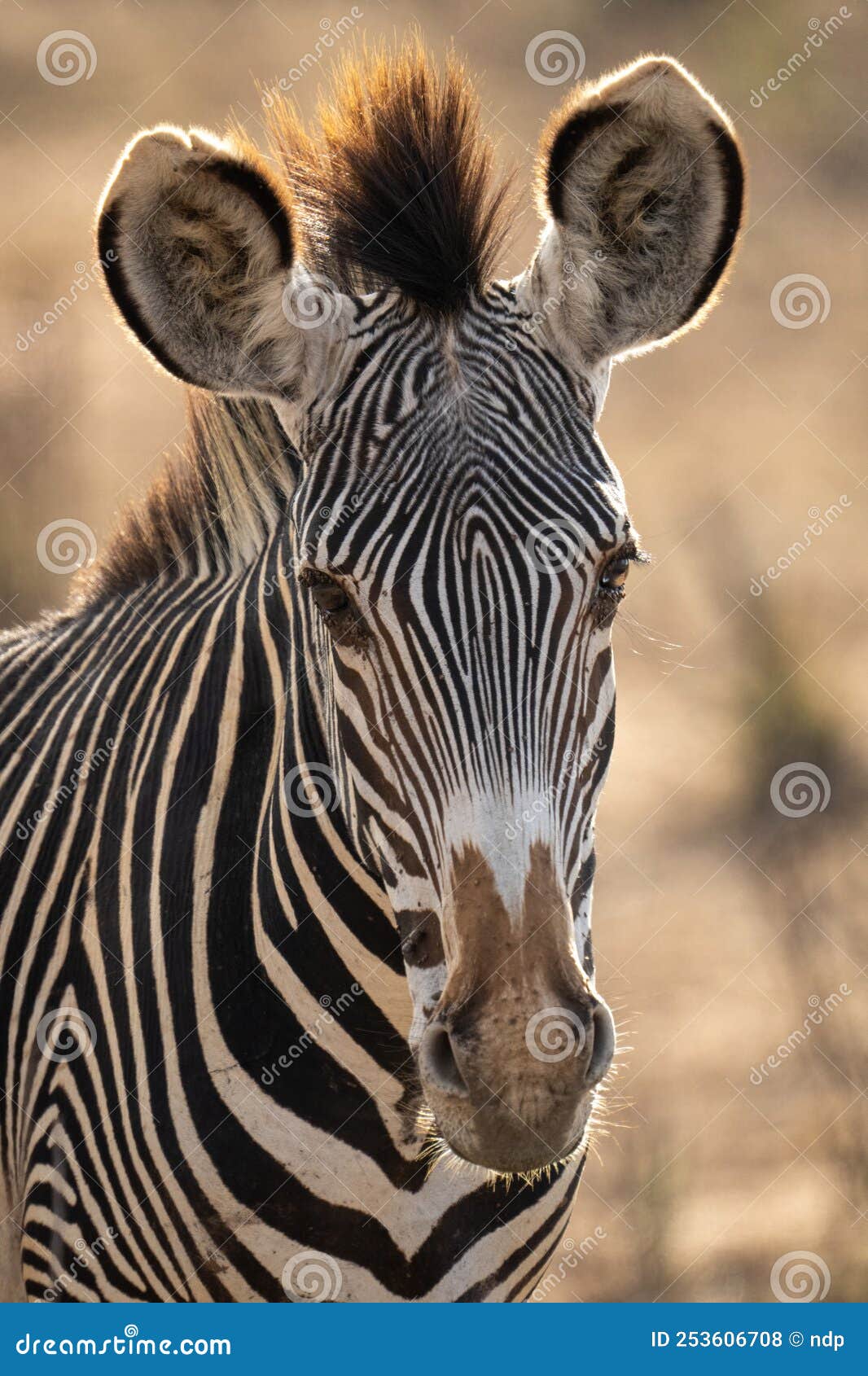 Close-up of Grevy Zebra Staring Towards Camera Stock Photo - Image of ...