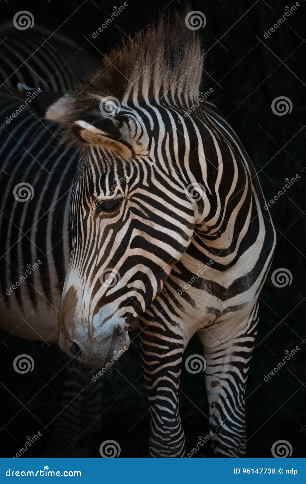 Close-up of Grevy Zebra Turning Head Right Stock Photo - Image of ...