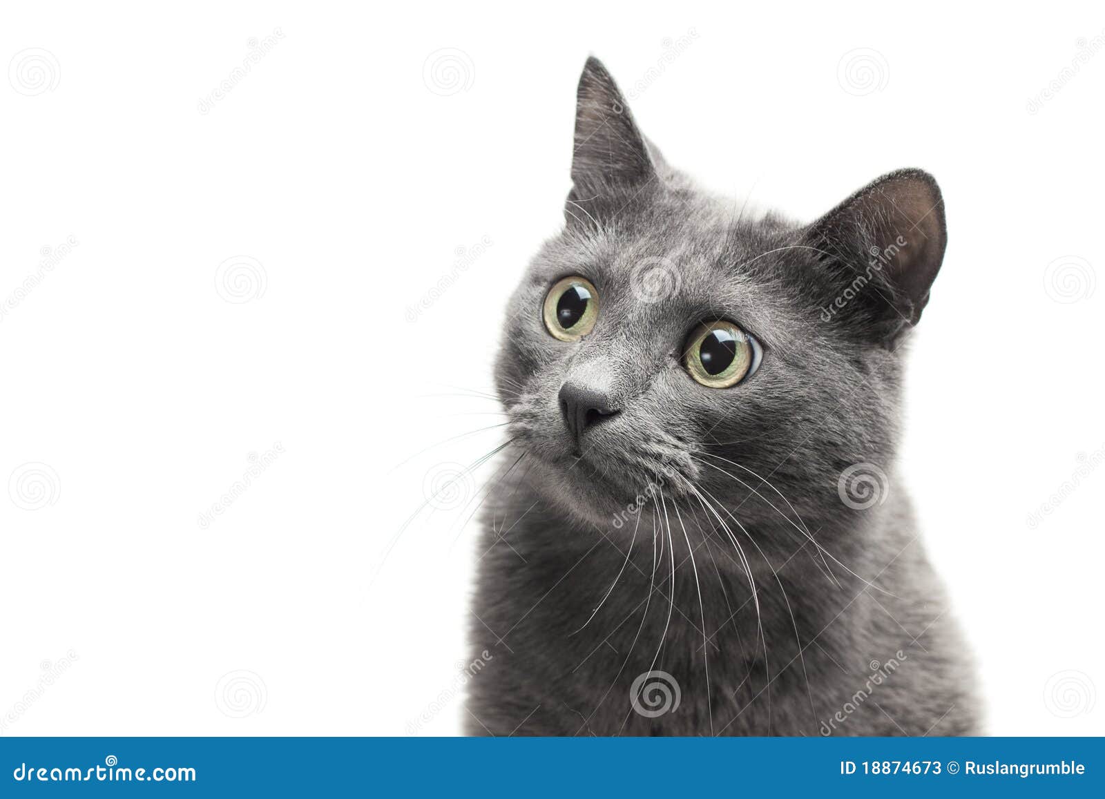 Close-up Of A Grey Cat With Funny Expression Stock Photos - Image: 18874673