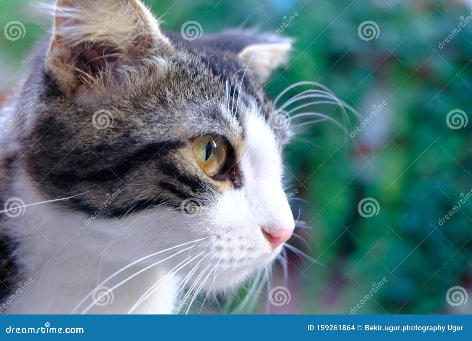 Cat looks at the camera stock photo. Image of text, light - 159261864