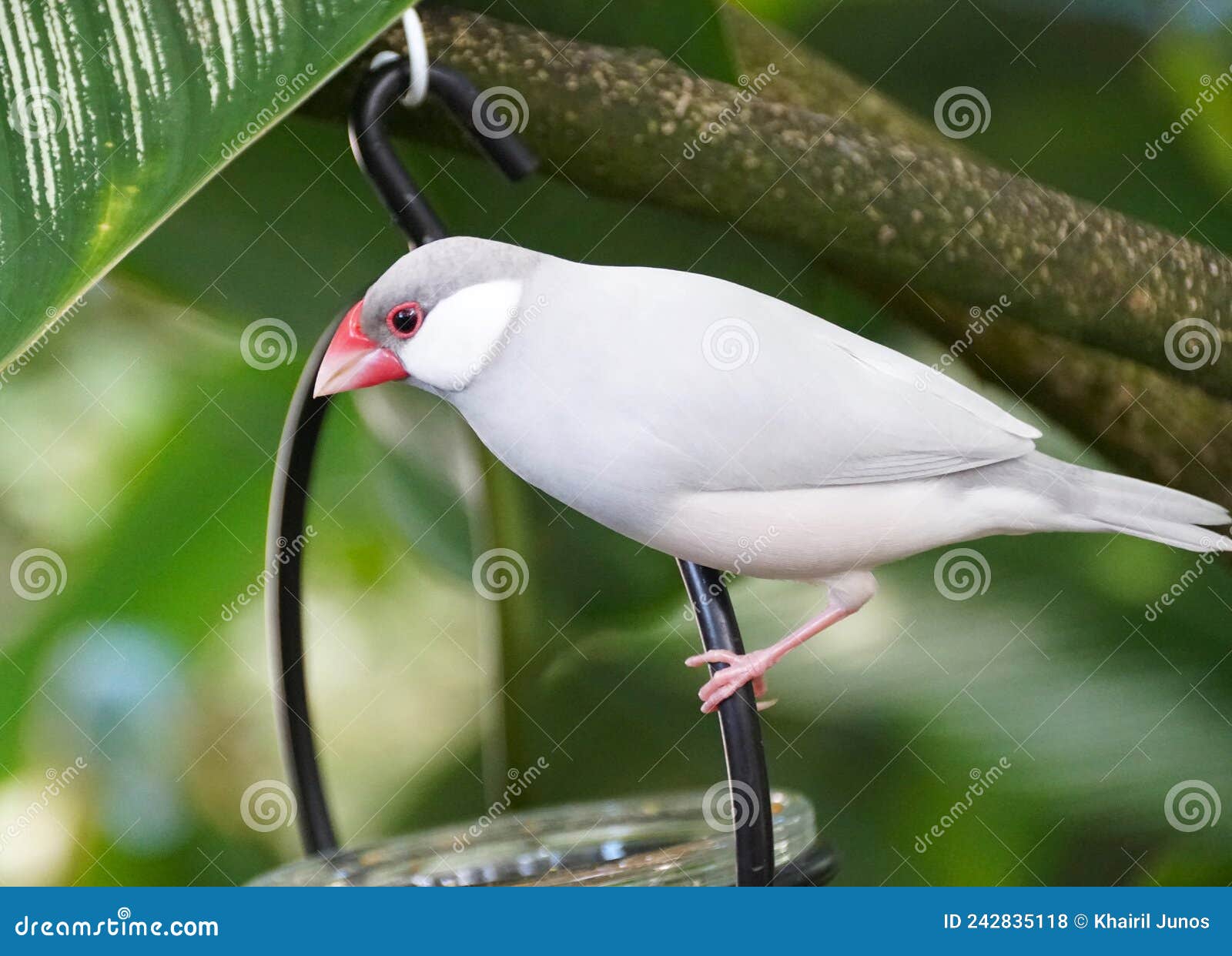 A Grey Color of Java Rice Finch Perching by a Bird Feeder Stock Photo ...