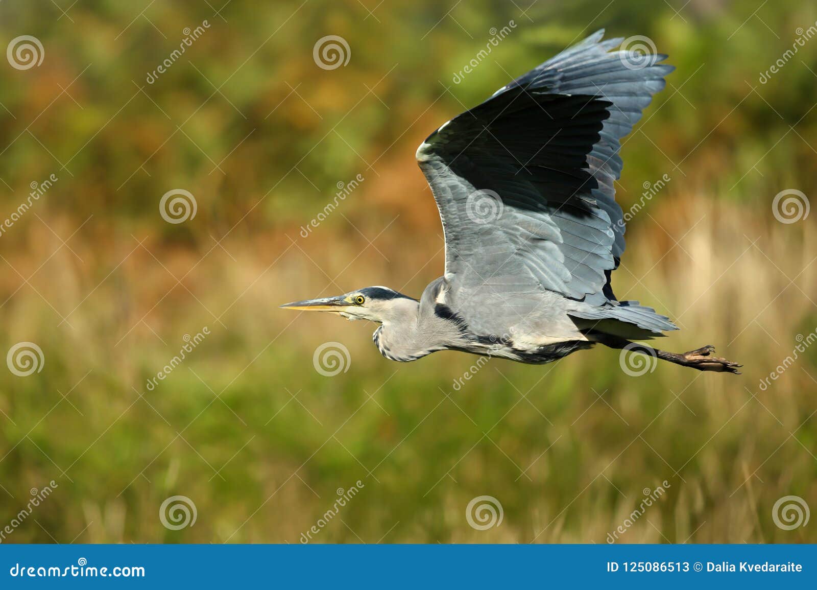 Close Up of Grey Heron in Flight Stock Image - Image of environment ...