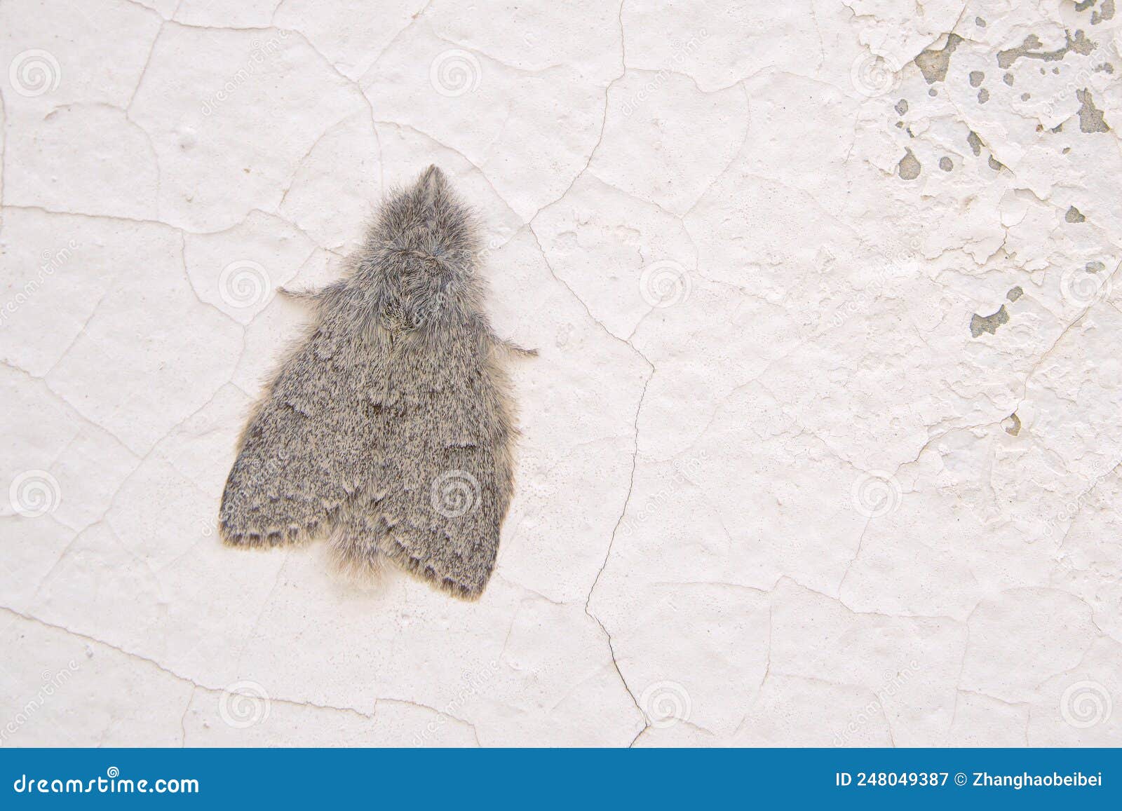 Grey moth stock image. Image of moth, ashy, insects - 248049387
