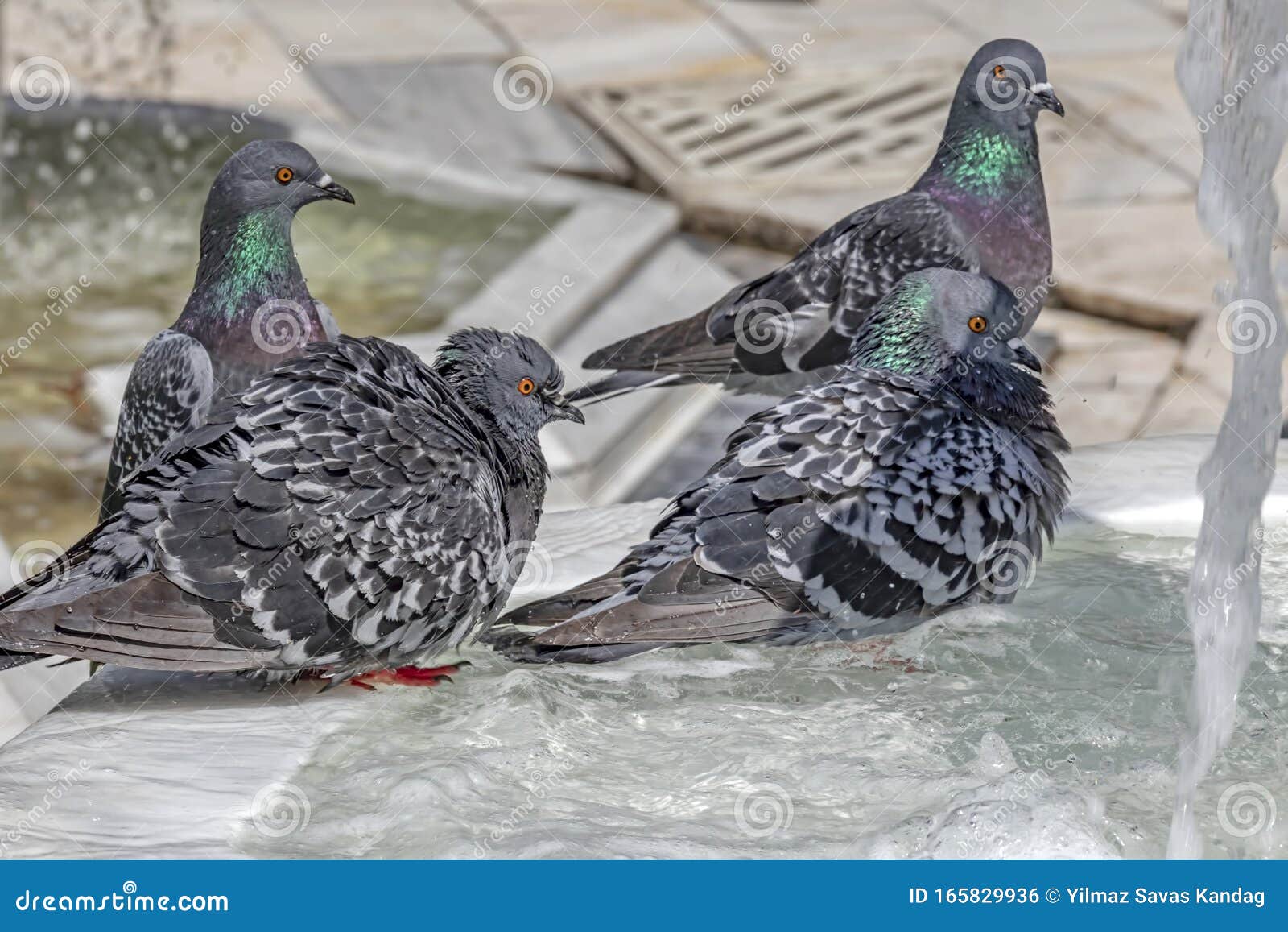 Close up pigeons in nature stock photo. Image of close - 165829936