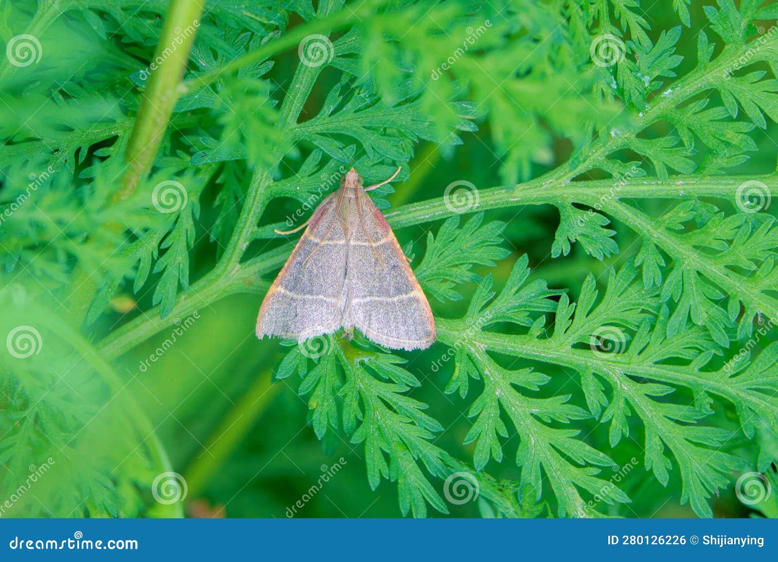 Pyralidae moth stock photo. Image of insect, gray, white - 280126226
