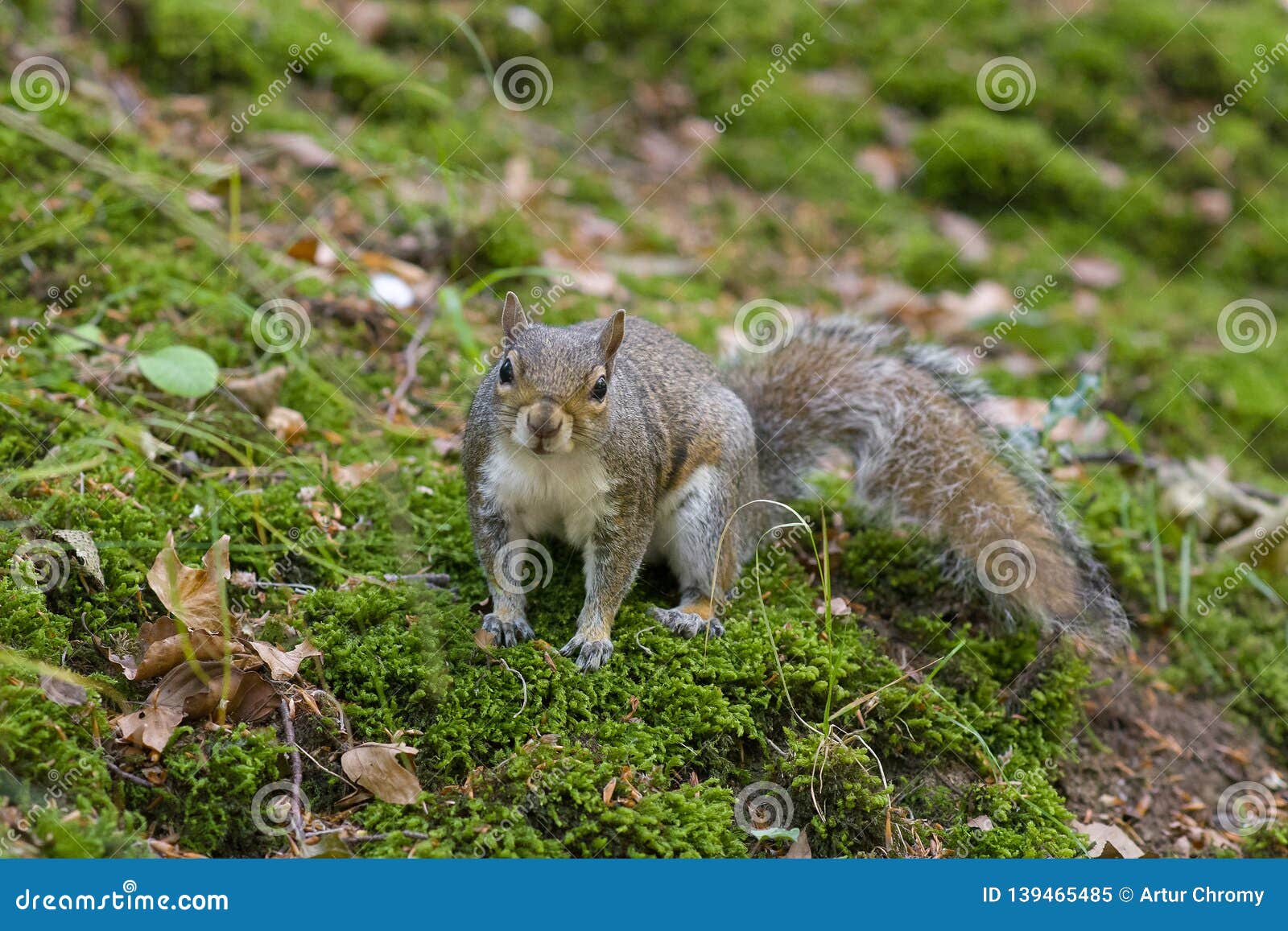 Close Up of a Grey Squirrel in the Grass. Stock Image - Image of ...