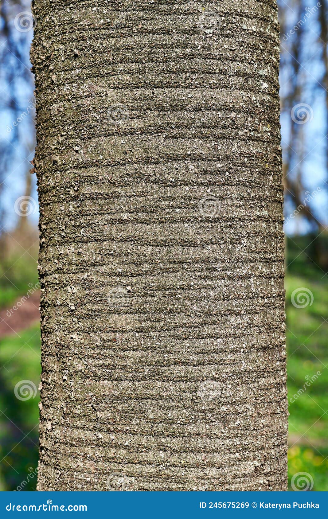 Close-up of Grey Tree Bark with Horizontal Line Patterns Stock Image ...