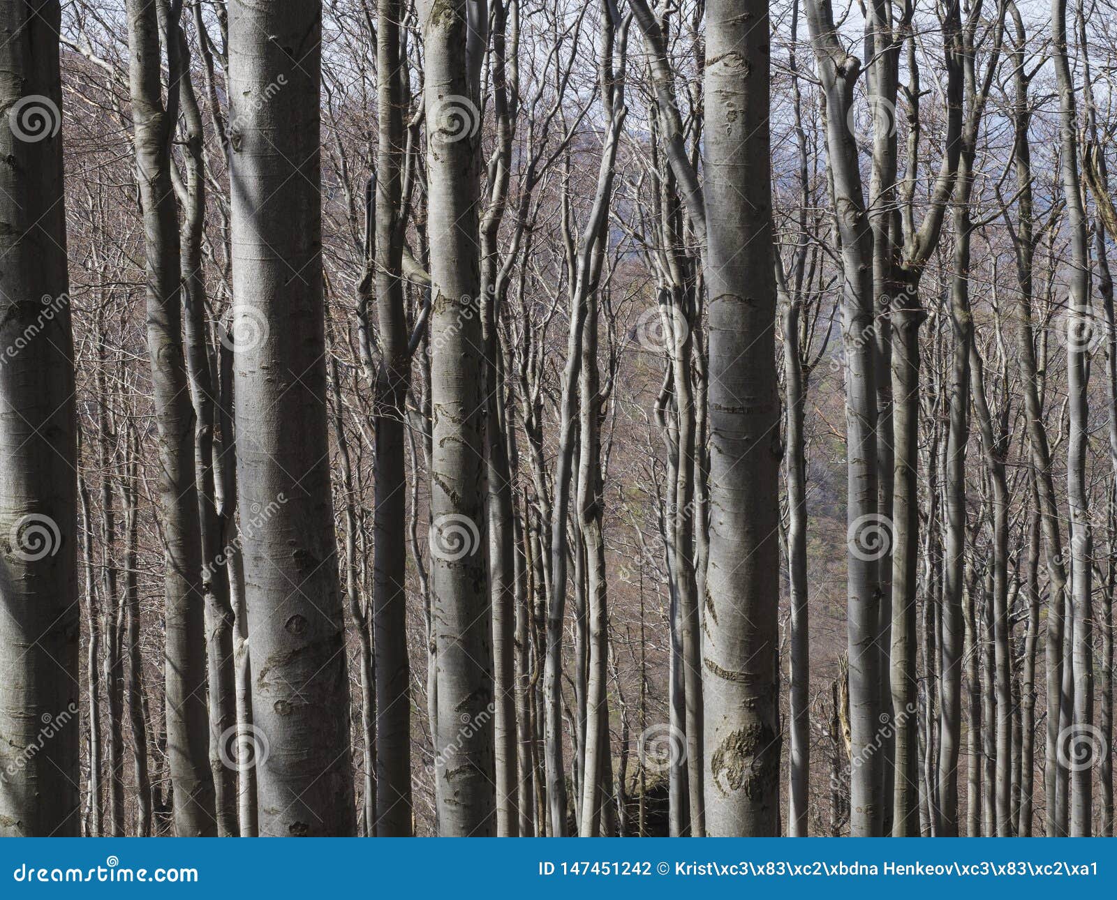 Close Up Grey Trunks of Young Beech Trees Structure with Lights and ...