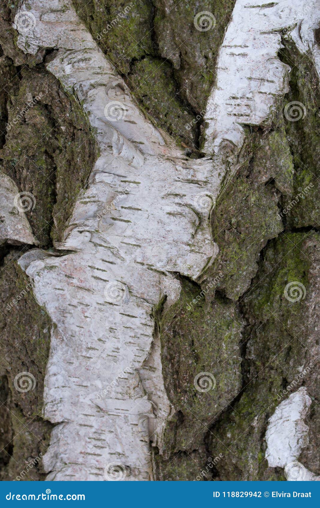 White and grey tree bark. stock photo. Image of element - 118829942
