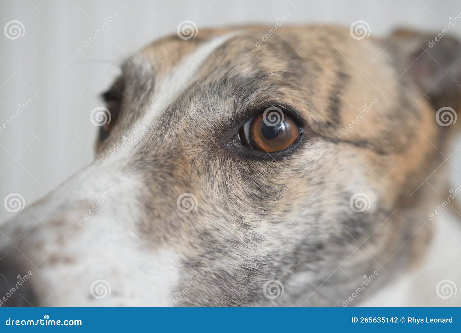 Greyhounds Lean Stock Photos - Free & Royalty-Free Stock Photos from ...
