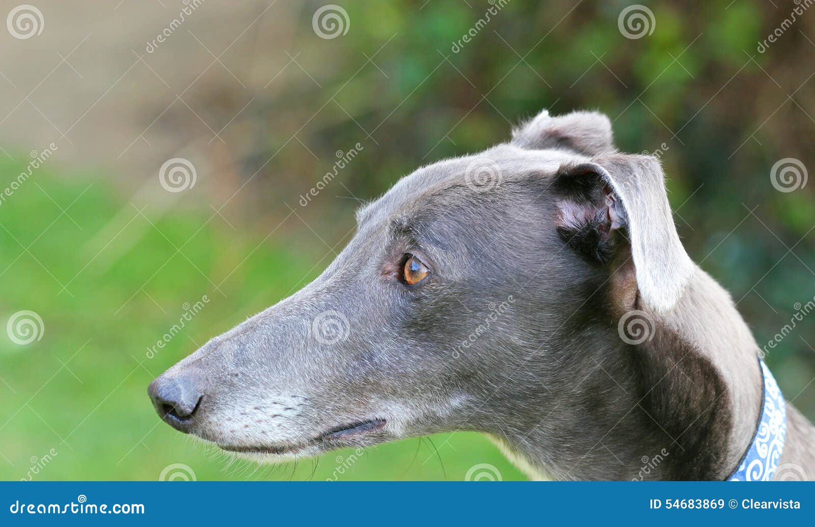 Close Up of Greyhounds Head, Side View. Stock Image - Image of close ...