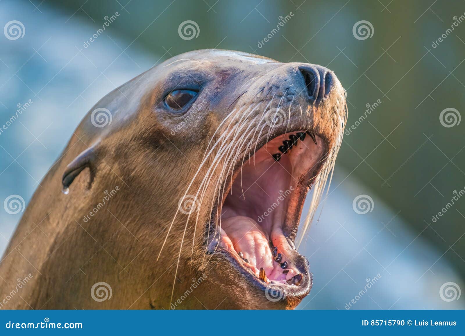 Close Up Gritando Do Leão De Mar Foto de Stock - Imagem de extrovertido ...