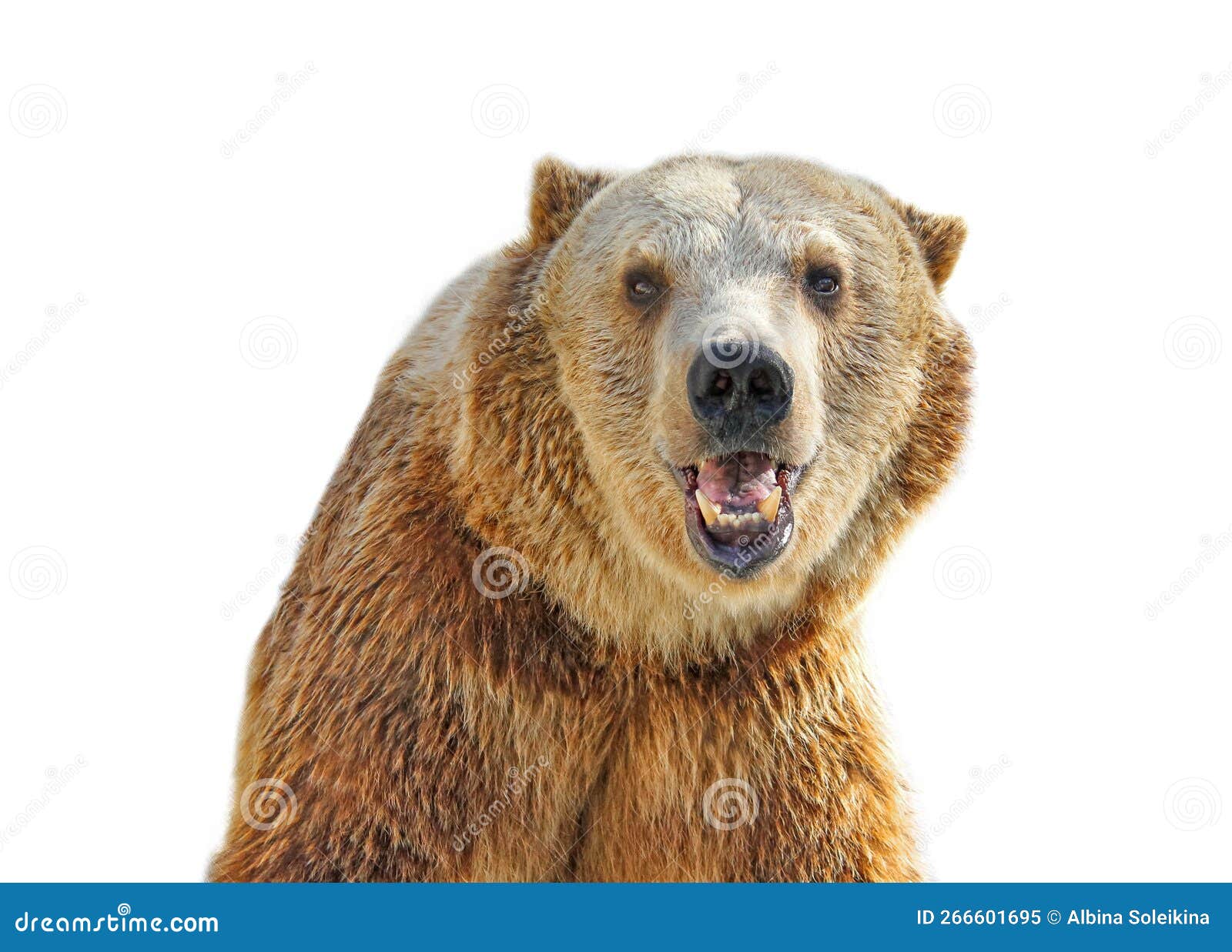 Close-up Of Grizzly Bear Smiling In Large Zoo, Captive Setting Shallow ...
