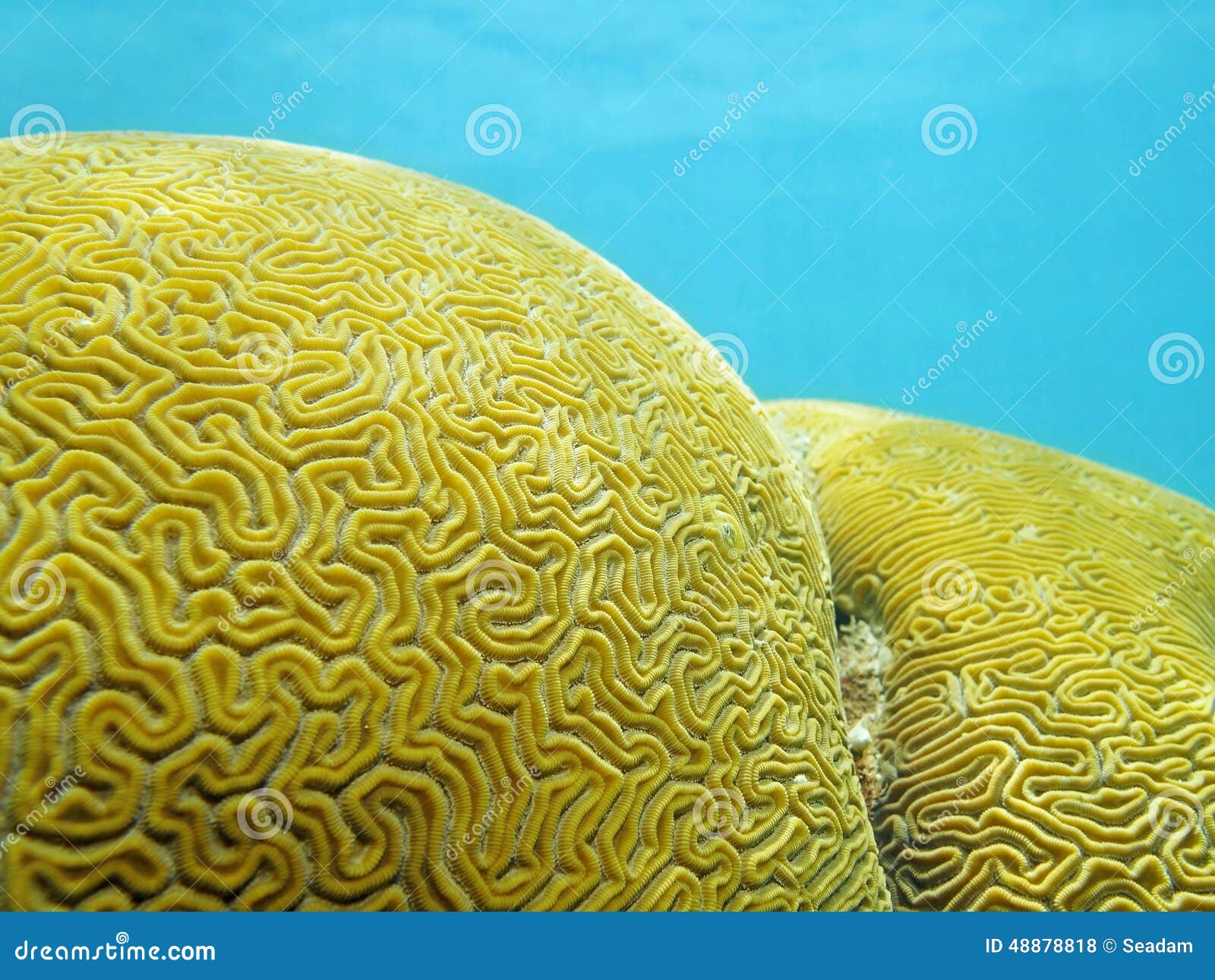 Close Up of Grooved Brain Coral Labyrinth Stock Photo - Image of nature ...