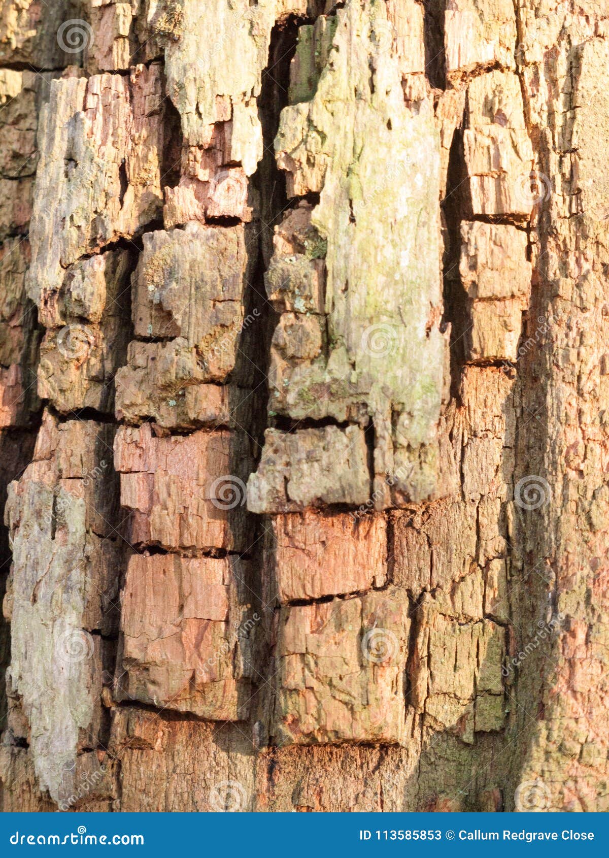 Close Up Grooved Cut Split Cracked Texture on Tree Trunk Bark Ma Stock ...