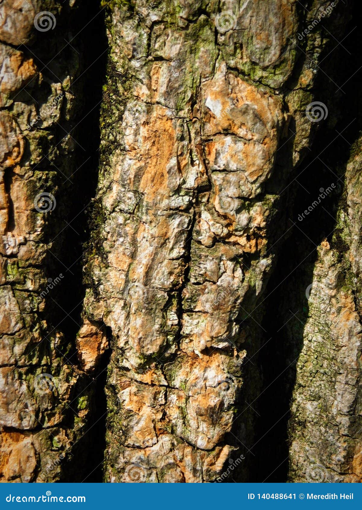 Close Up of Grooved Tree Bark Stock Image - Image of bark, outdoor ...