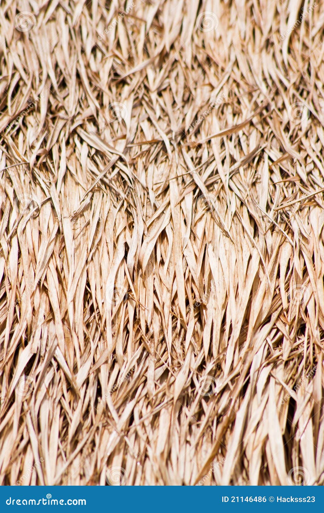Close Up of Ground. Texture of Straw Stock Photo - Image of corn ...