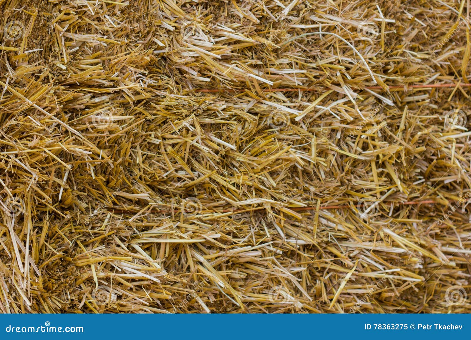 Close Up of Ground. Texture Straw or Hay Stock Image - Image of country ...