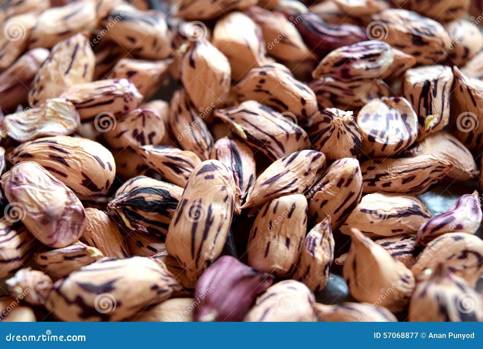Close Up Groundnut or Monkey Nut or Peanut Stock Image - Image of ...