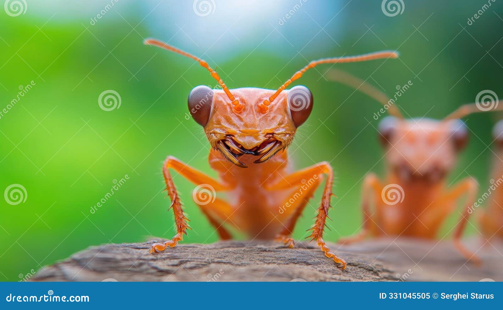 A Close Up of a Group of Ants with Their Eyes Open, AI Stock Image ...