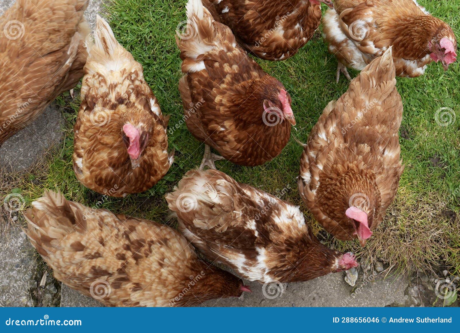 A Group of Brown Chickens on Grass. Stock Photo - Image of chick, beak ...