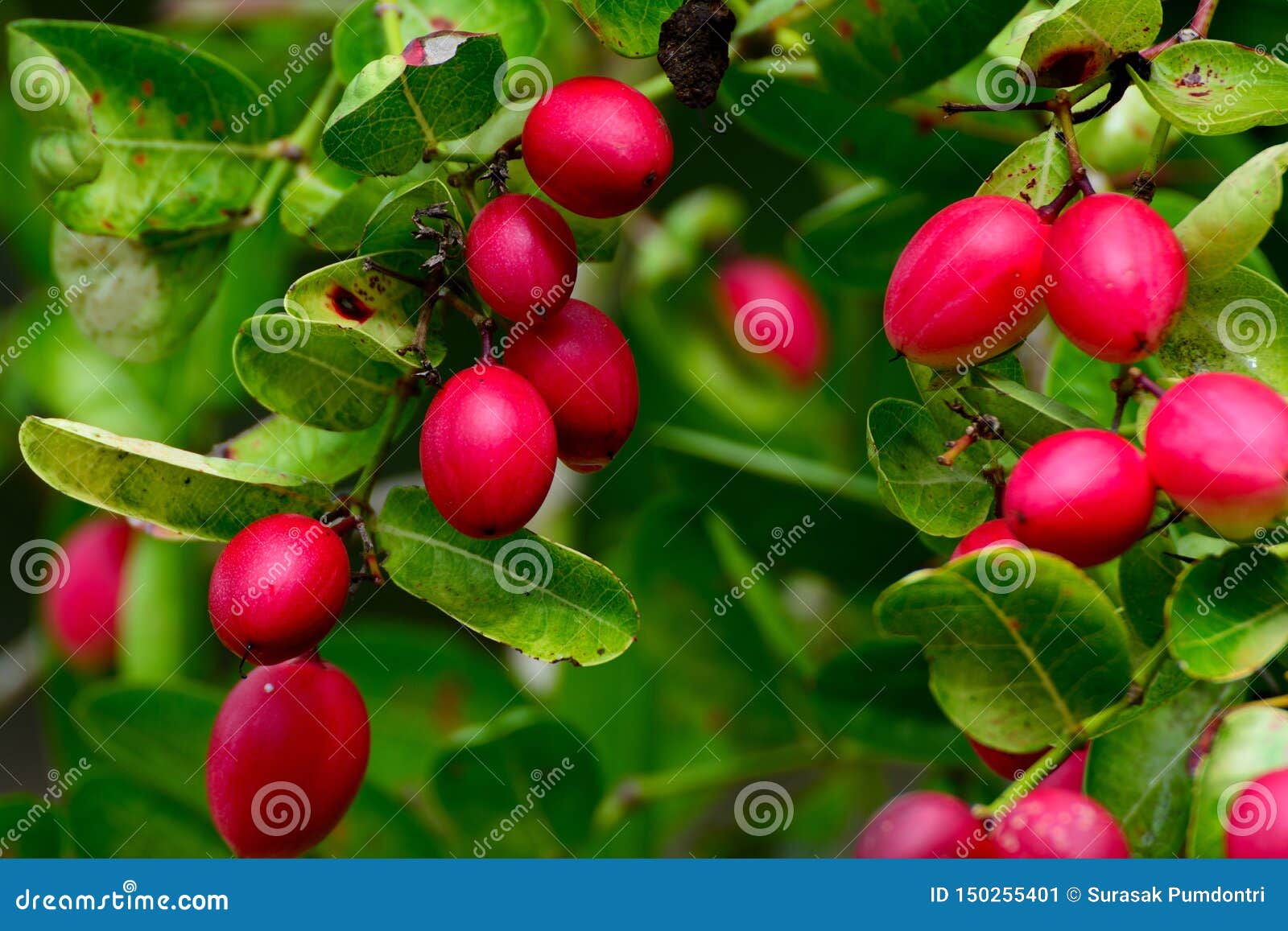 Close Up Group of Carissa on Branch Tree Leaf Background Stock Image ...