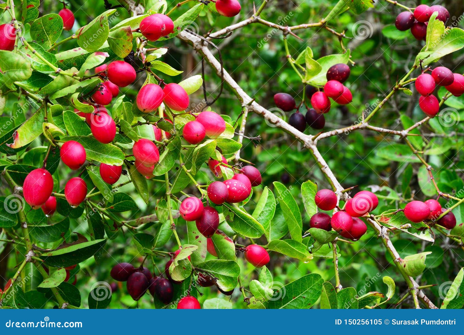 Close Up Group of Carissa on Branch Tree Leaf Background Stock Image ...