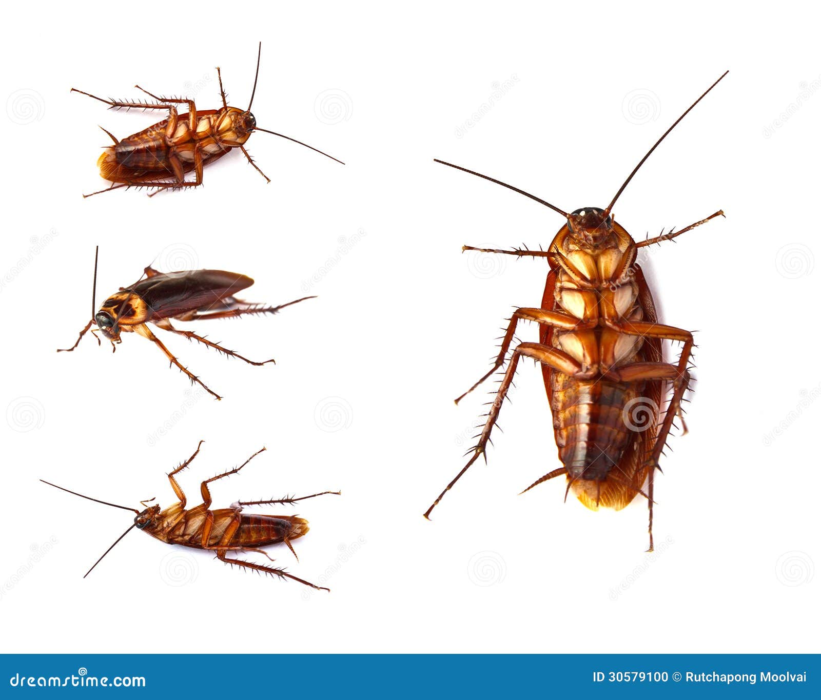 Close Up of Group Cockroach Isolated Stock Photo - Image of creepy ...