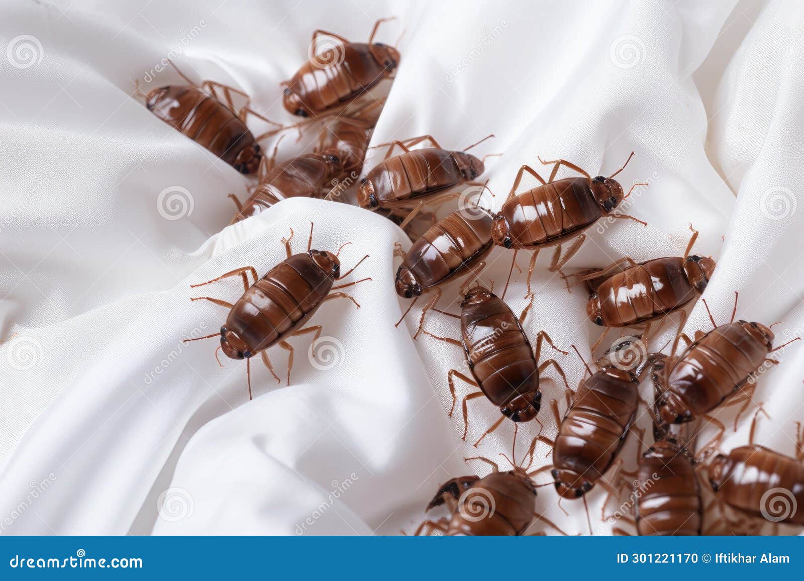 Close Up of a Group of Cockroaches on a White Fabric, Bedbug Colony on ...