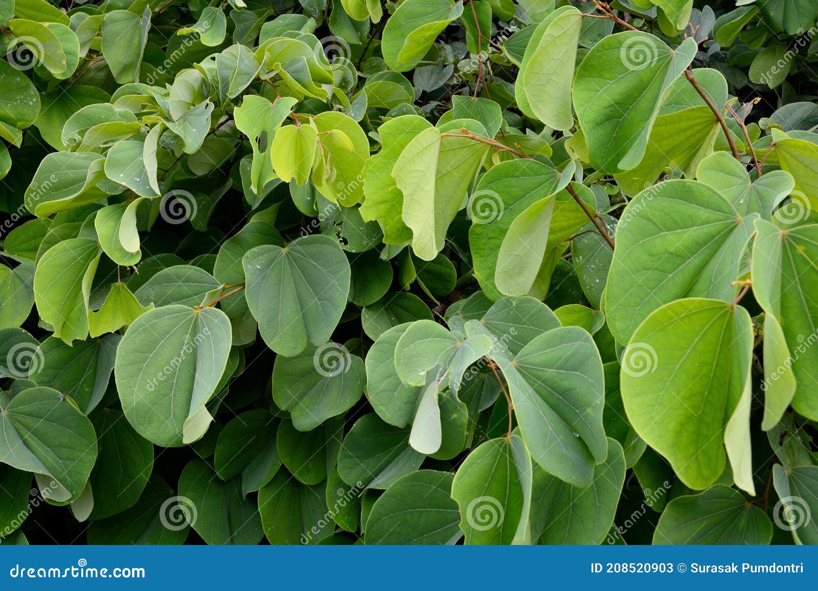 Close Up Group of Colorful Leaf on Branch Stock Image - Image of leaves ...