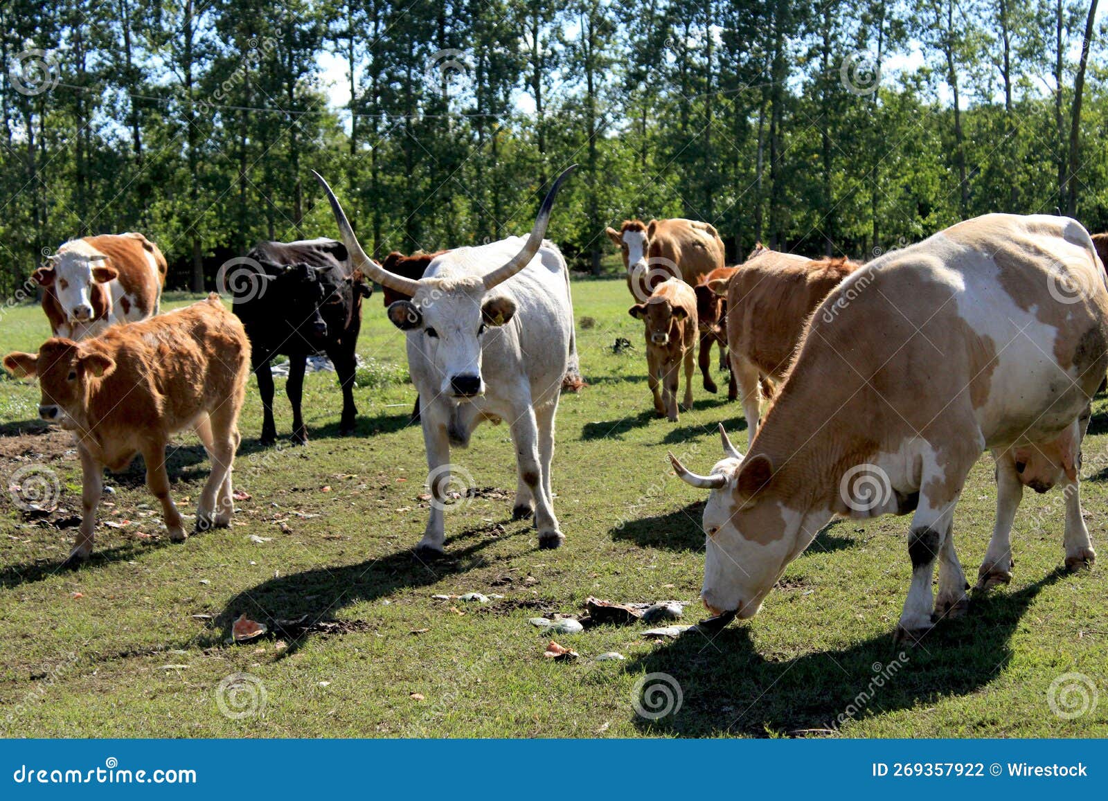 Group Of Cows On The Background Of The Dolomites. Royalty-Free Stock ...