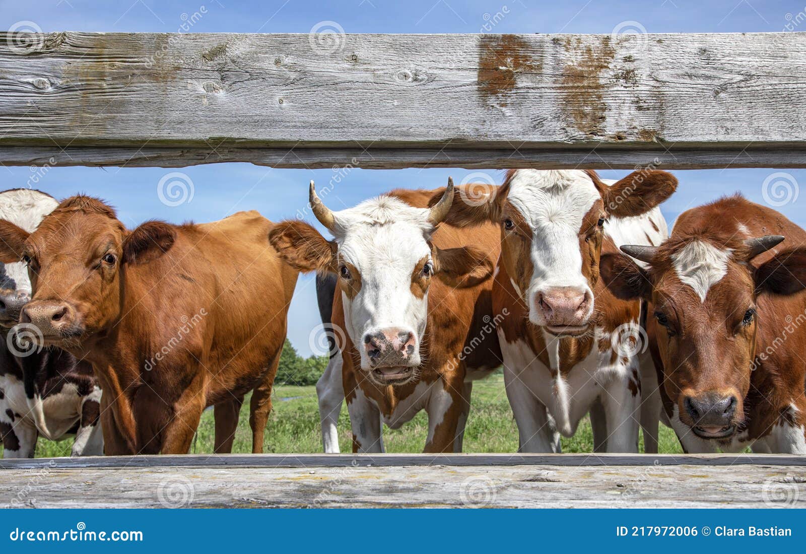 Close Up of a Group of Cows Looking through the Boards of a Fence ...