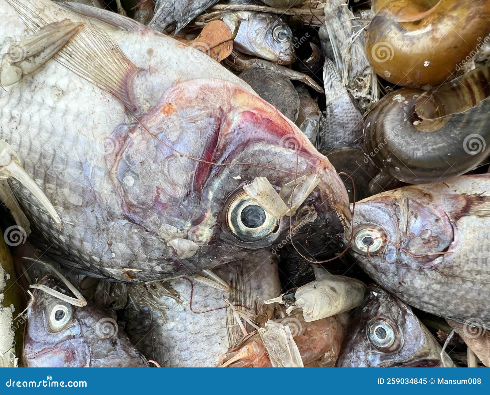 Group Dead Fish on the Ground Stock Image - Image of diet, healthy ...