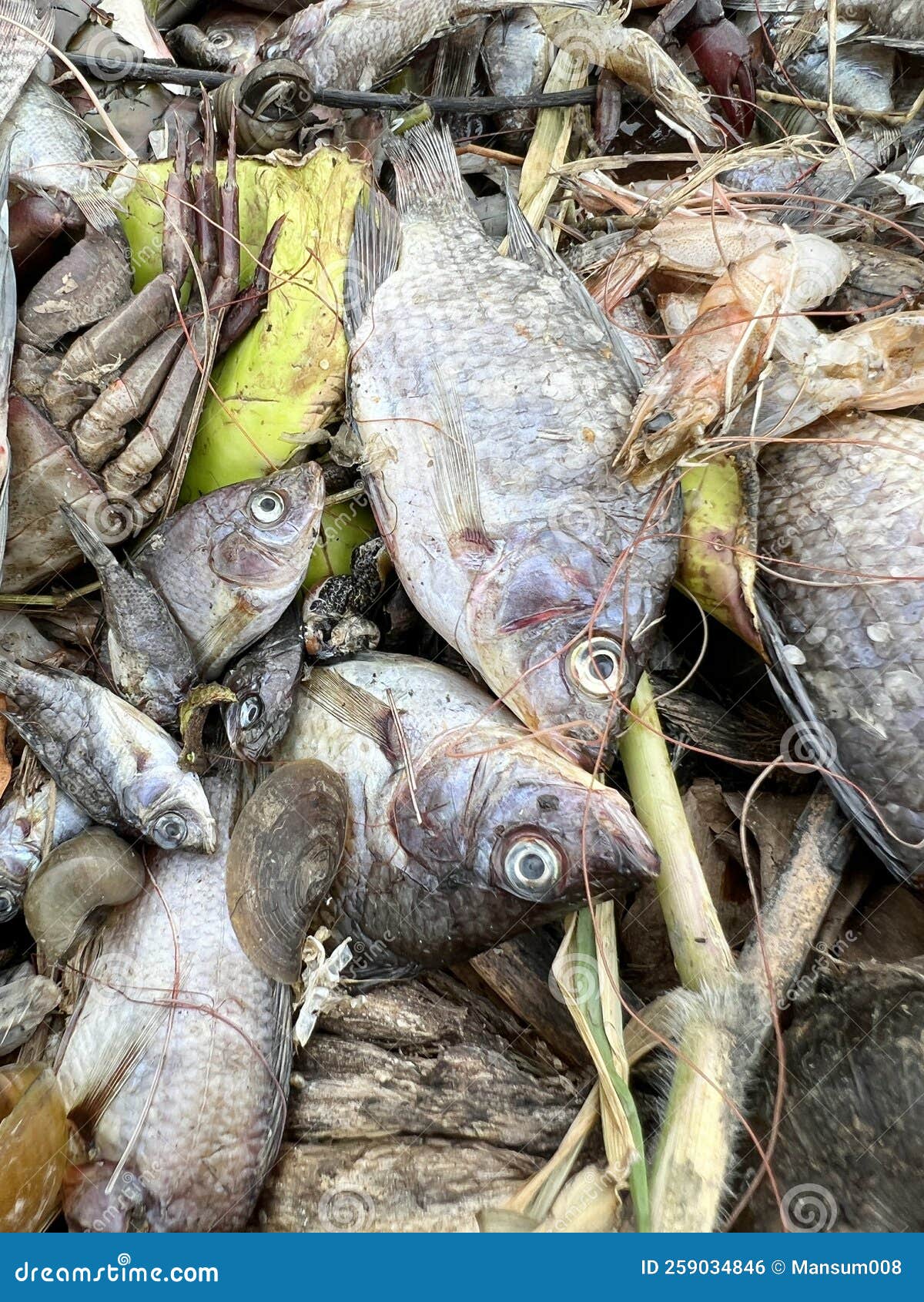 Group Of Dead Fishes In The Sand Of The Beach After The Overflowing Of ...
