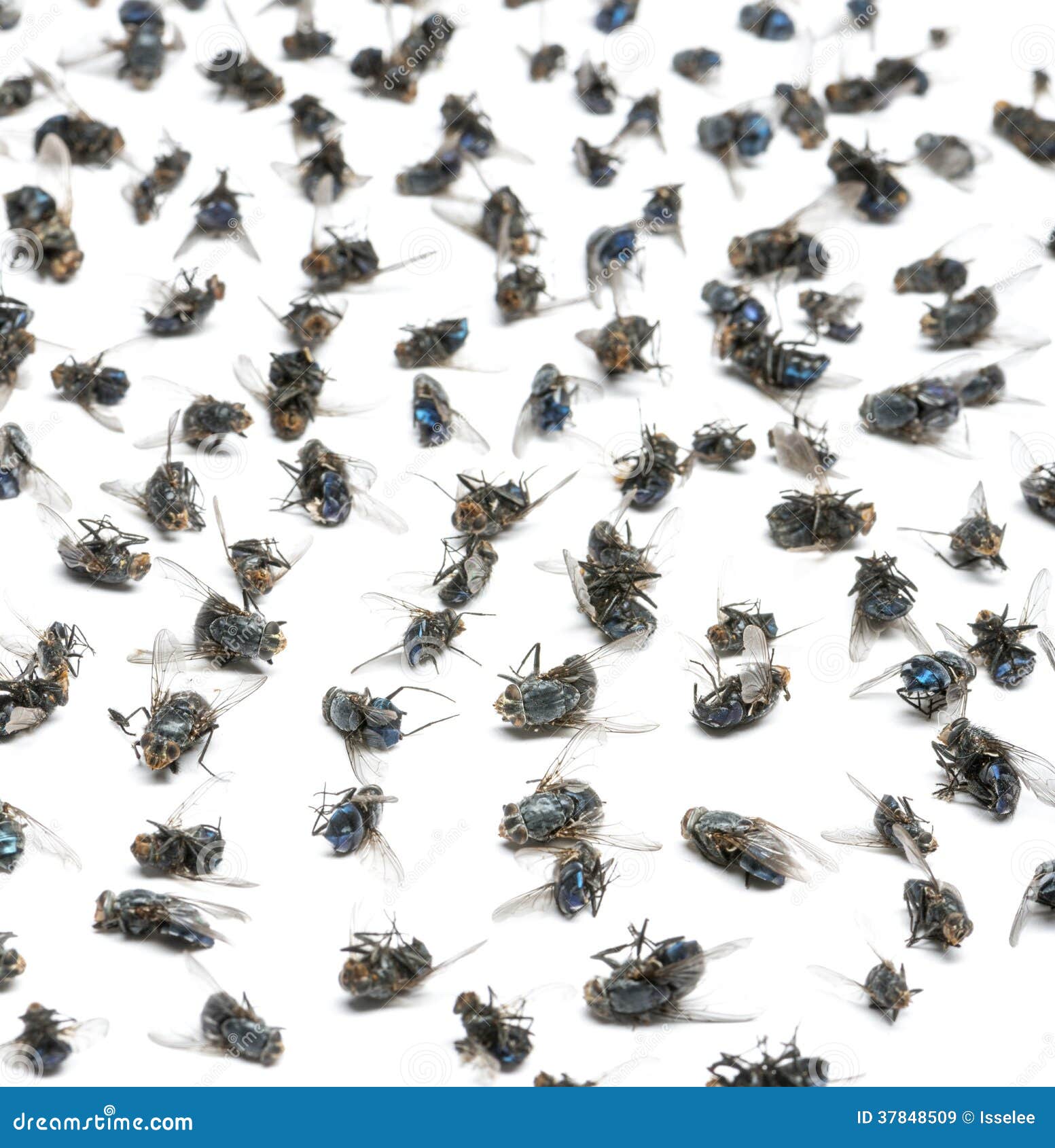 Close-up of a Group of Dead Flies, Isolated Stock Image - Image of ...